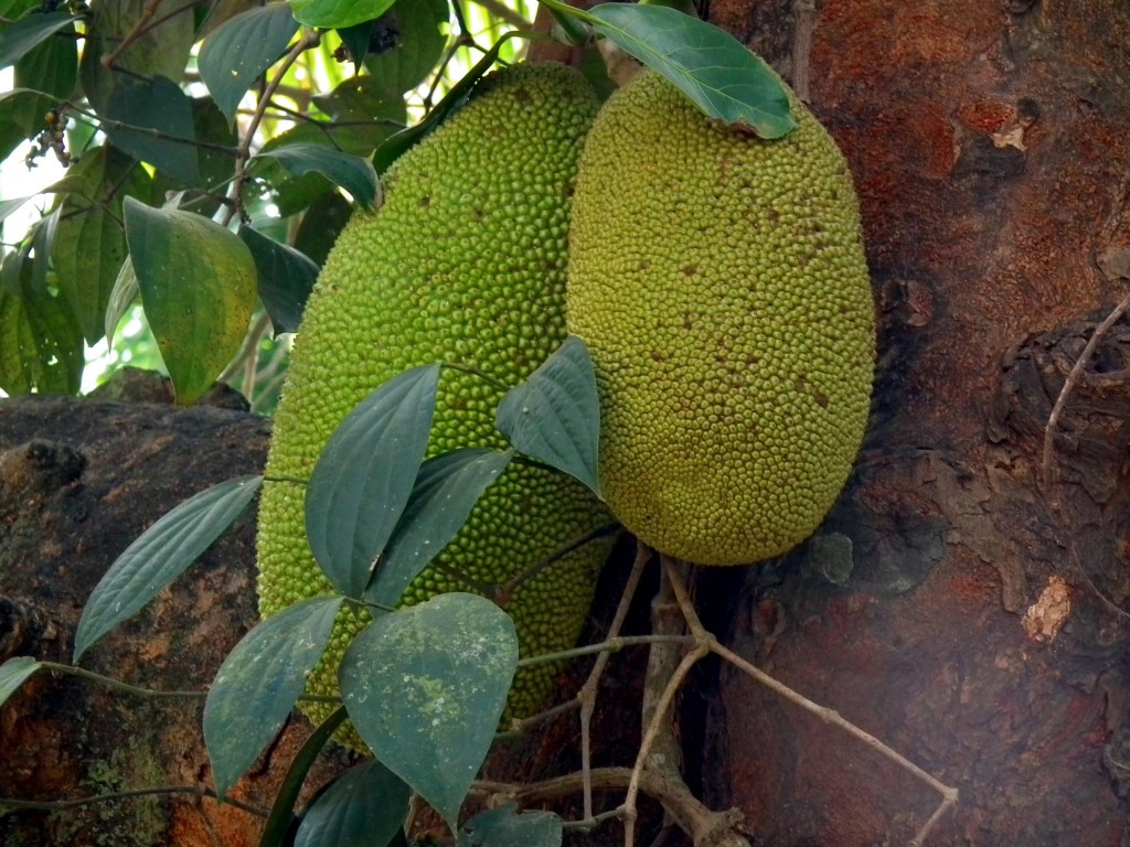 Health Benefits of Jack fruit